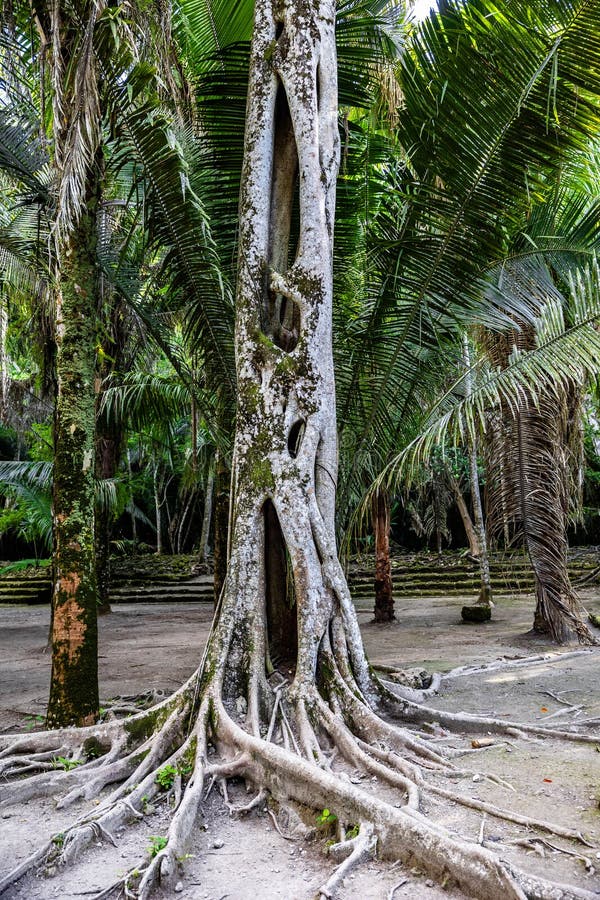 Vertical Shot of a Tall Tree with Long Roots in a Jungle in Cozumel ...