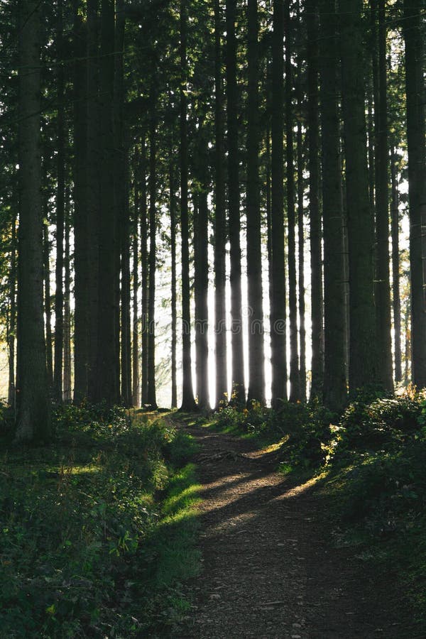 Vertical Shot of Tall Trees in a Forest Stock Image - Image of scene ...