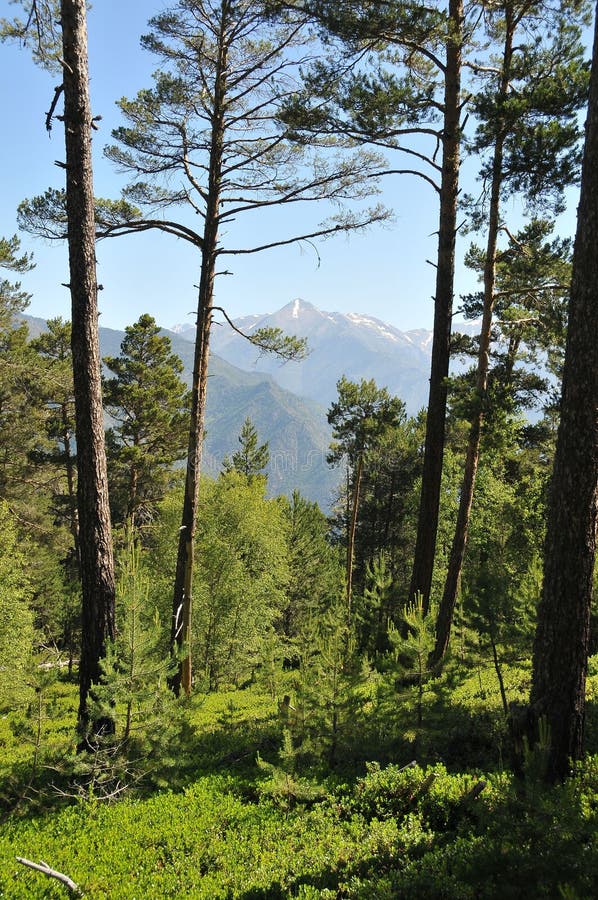 Vertical Shot of Tall Trees in a Forest with a Background of Mountains ...