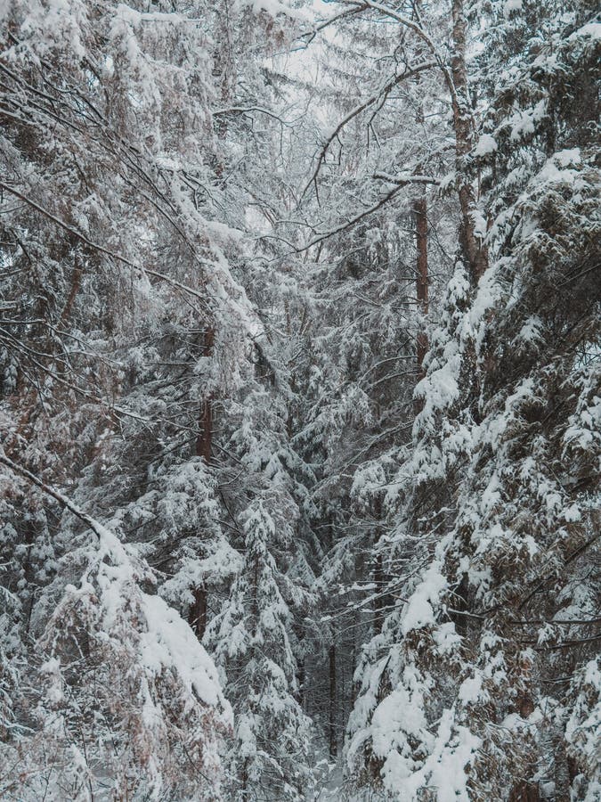 Vertical Shot of the Tall Trees of the Forest Covered with a Thick ...