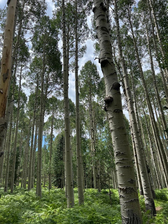 Vertical Shot of Tall Trees in a Forest Stock Image - Image of nature ...