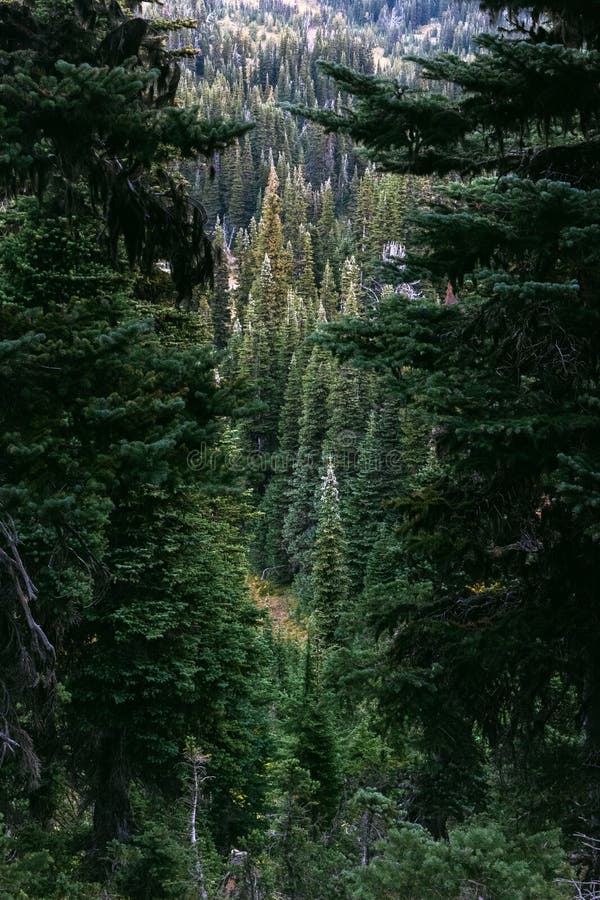 Vertical Shot of Tall Trees with Green Leaves in the Woods Stock Image ...