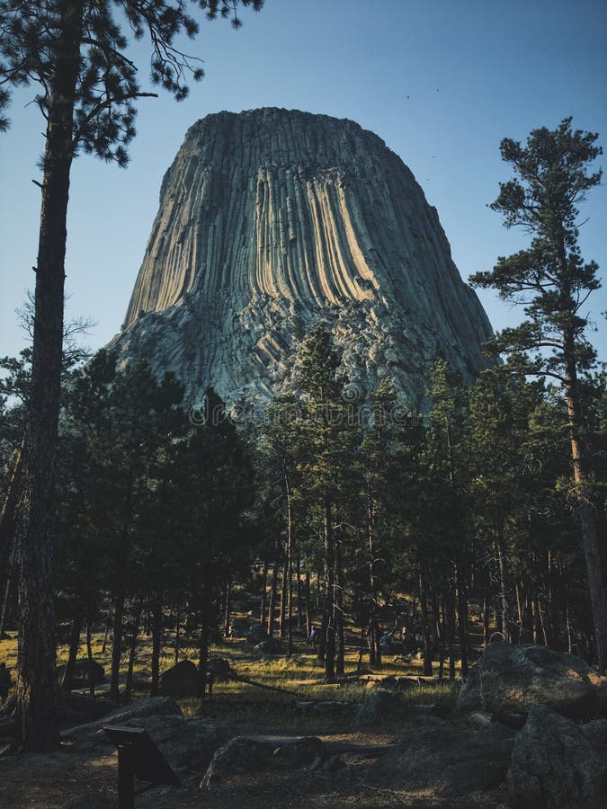 Vertical Shot of Tall Trees Near the Devils Tower National Monument ...