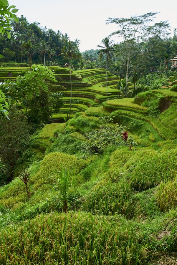 Vertical Shot of Terrace Rice Fields in Indonesia Stock Photo - Image ...