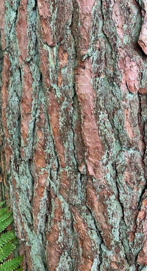Vertical Shot of Textured Bark of Scots Pine Tree Stock Image - Image ...