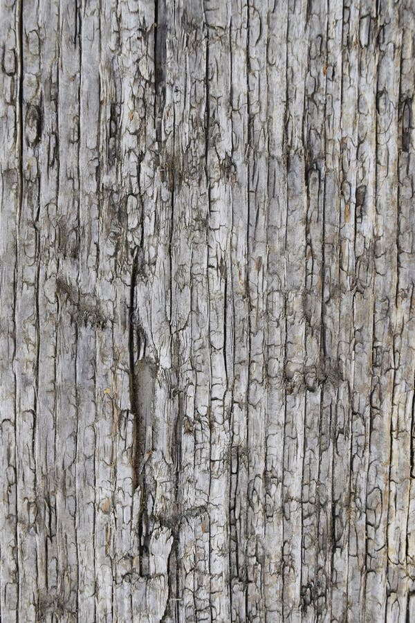 Vertical Shot of Textured Grey Colored Tree Bark Stock Image - Image of ...