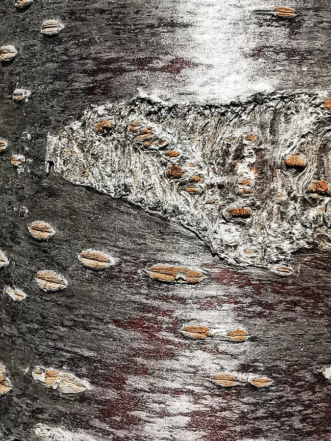 Vertical Shot of a Textured Tree Bark Under the Sunlight Stock Photo ...