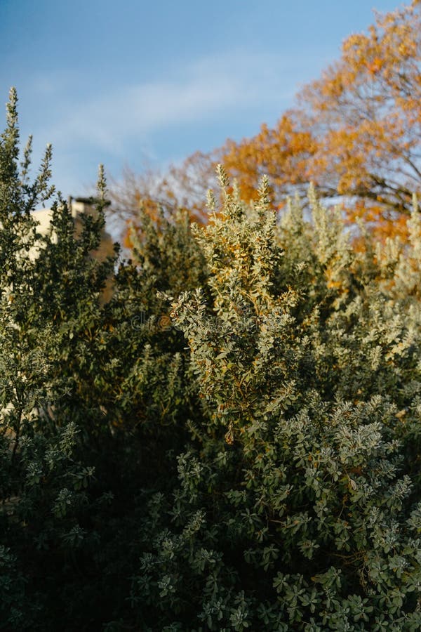 Dense trees stock image. Image of wood, forested, green - 5093461