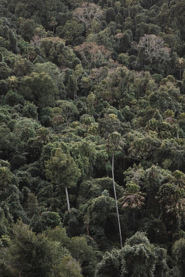 Vertical Shot of a Thick Forest Covering a Mountain Stock Image - Image ...