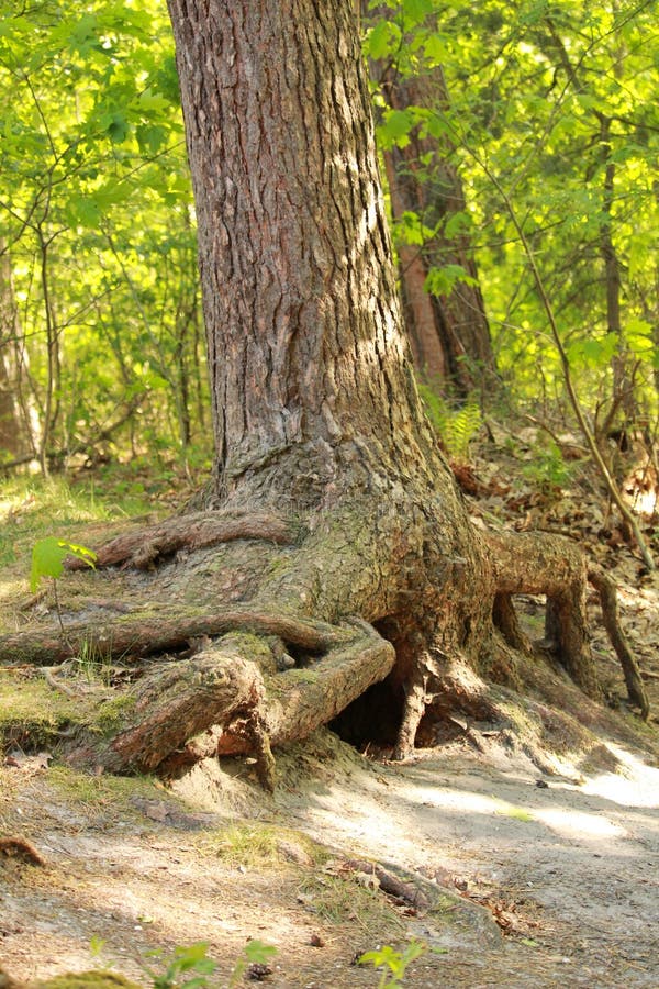 Vertical Shot of a Thick Tree in a Forest Stock Image - Image of trunk ...
