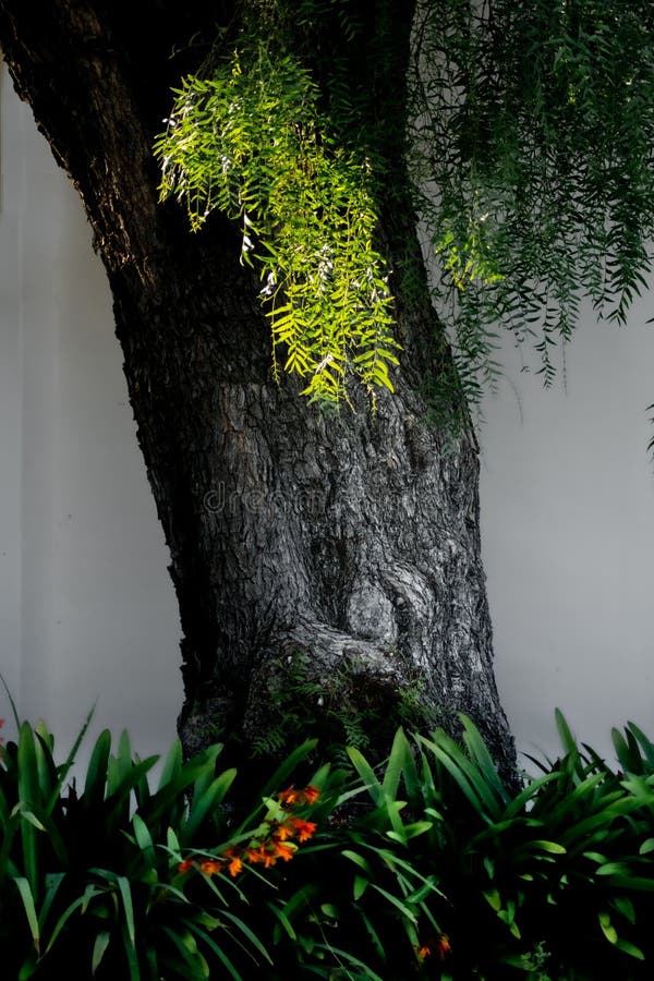 Vertical Shot of a Thick Tree Grown in the Grass Stock Photo - Image of ...