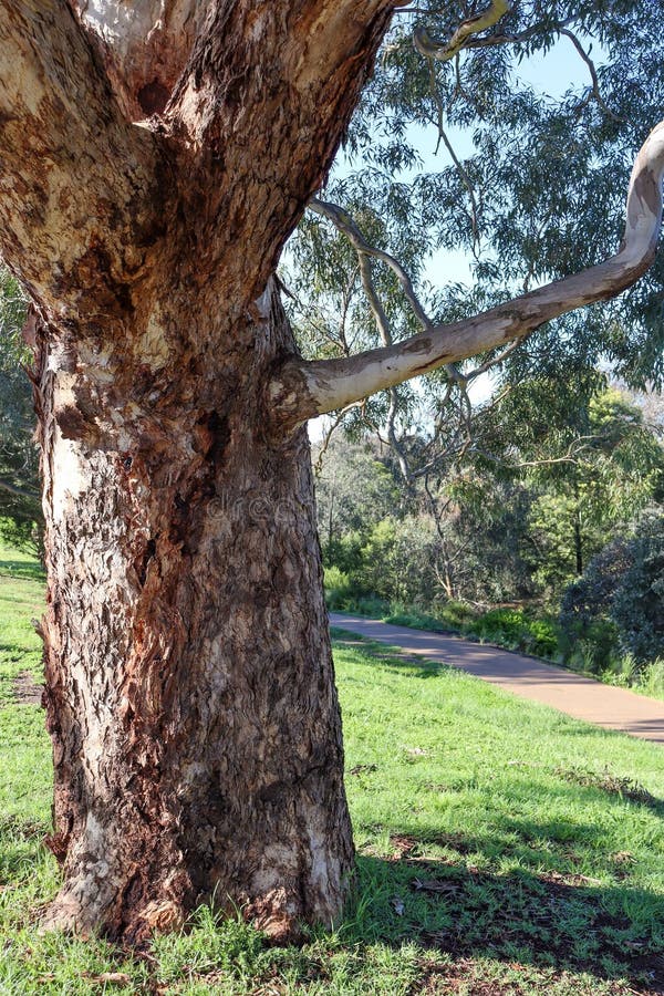 Vertical Shot of the Thick Tree Trunk of a Eucalyptus Tree in a Park ...