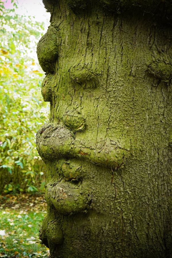 Vertical Shot of a Thick Tree Trunk in the Garden Stock Image - Image ...