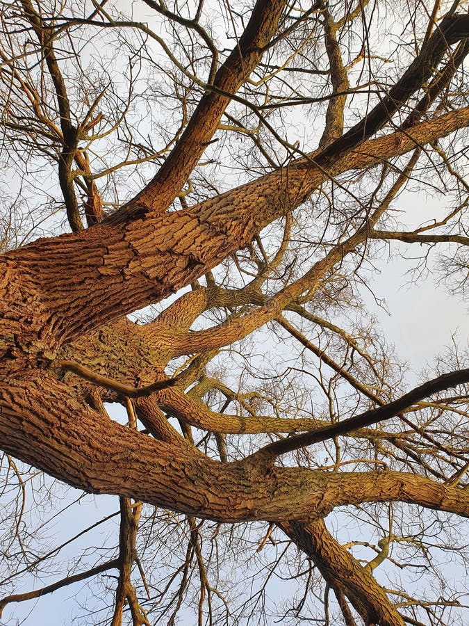Vertical Shot of a Thick Tree Trunk with Many Branches Stock Photo ...