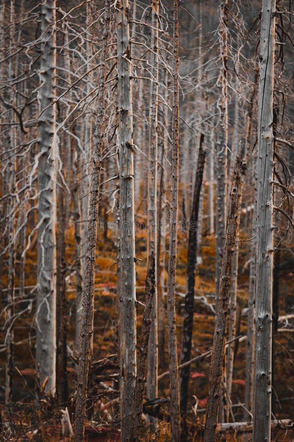 Vertical Shot of Thin Tall Tree Trunks with Bare Branches in Glacier ...