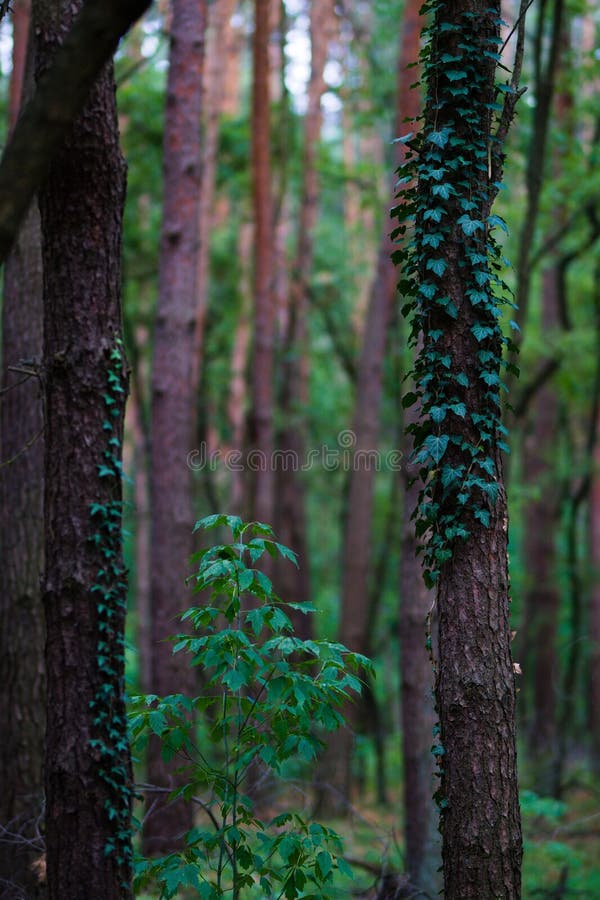 Vertical Shot of Thin Tree Trunks Covered in Ivy in a Forest Stock ...
