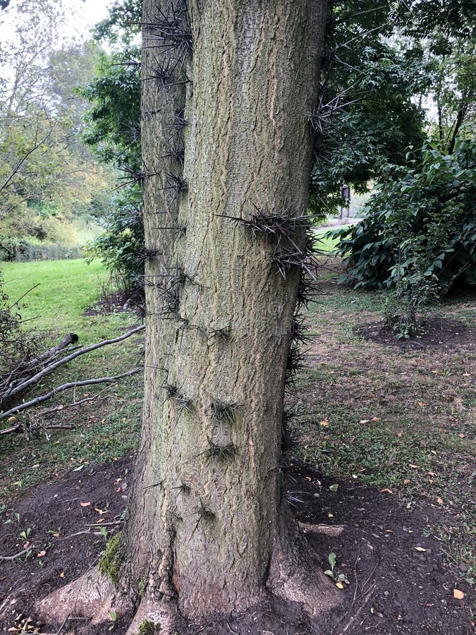 Thorny Tree Trunk stock photo. Image of tropical, pointy - 4656930