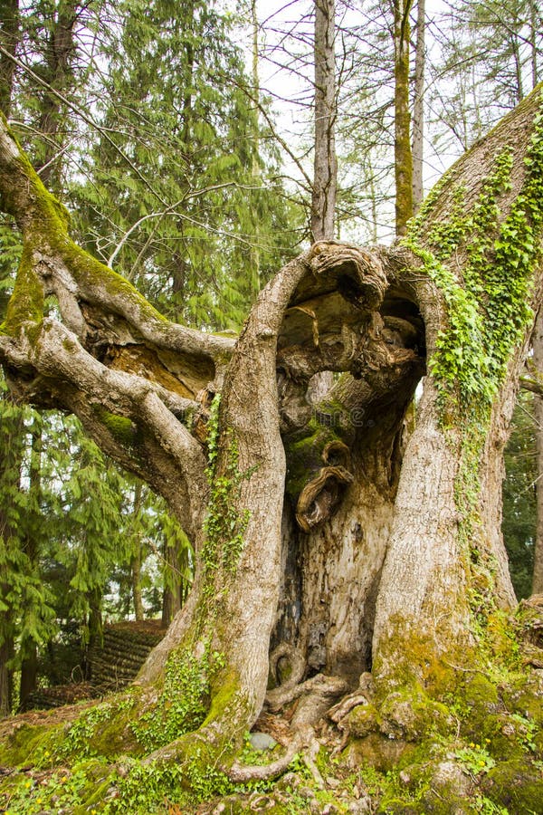 Vertical Shot of the Thousand-year-old Linden Tree in a Forest Stock ...