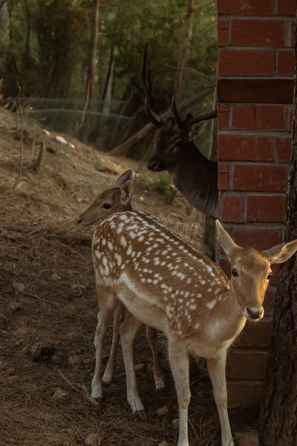 Vertical Shot of Three Deer at the Zoo Stock Photo - Image of deer ...