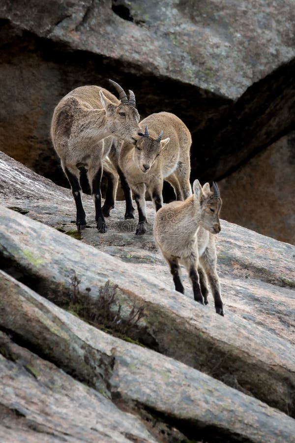 Vertical Shot of Three Spanish Ibex on the Cliff Stock Photo - Image of ...