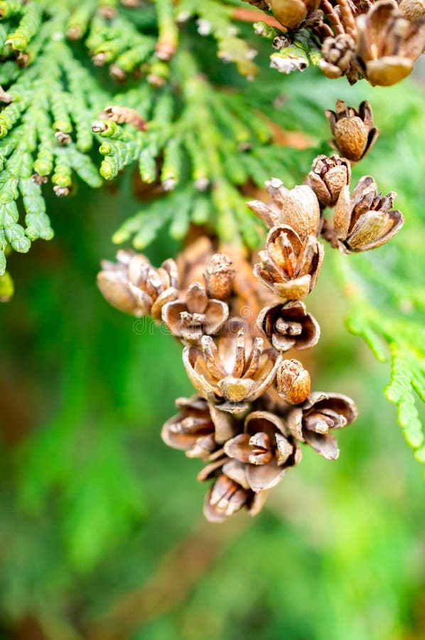 Vertical Shot of a Thuja Branch Stock Photo - Image of branches ...