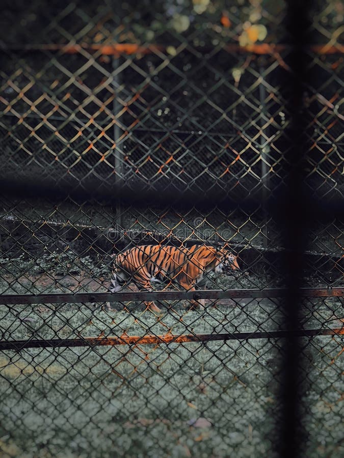 Vertical Shot of a Tiger in the Cage. Stock Photo - Image of endangered ...