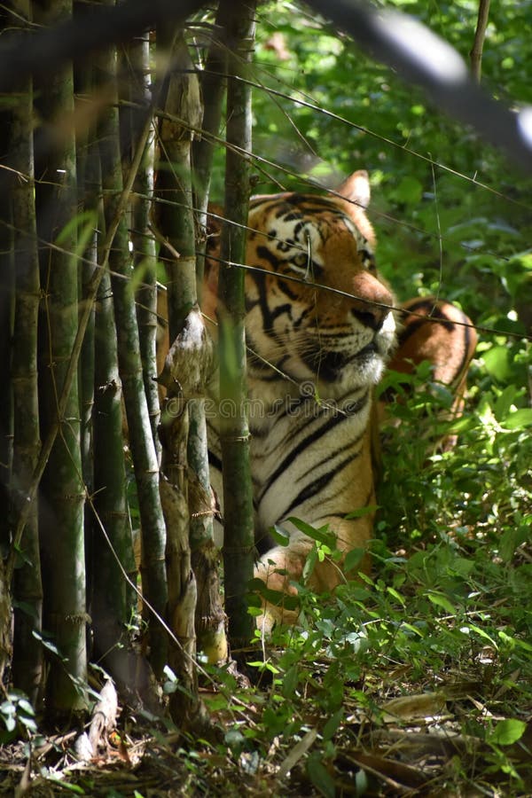Vertical Shot of a Tiger in a Forest Stock Photo - Image of hunter ...