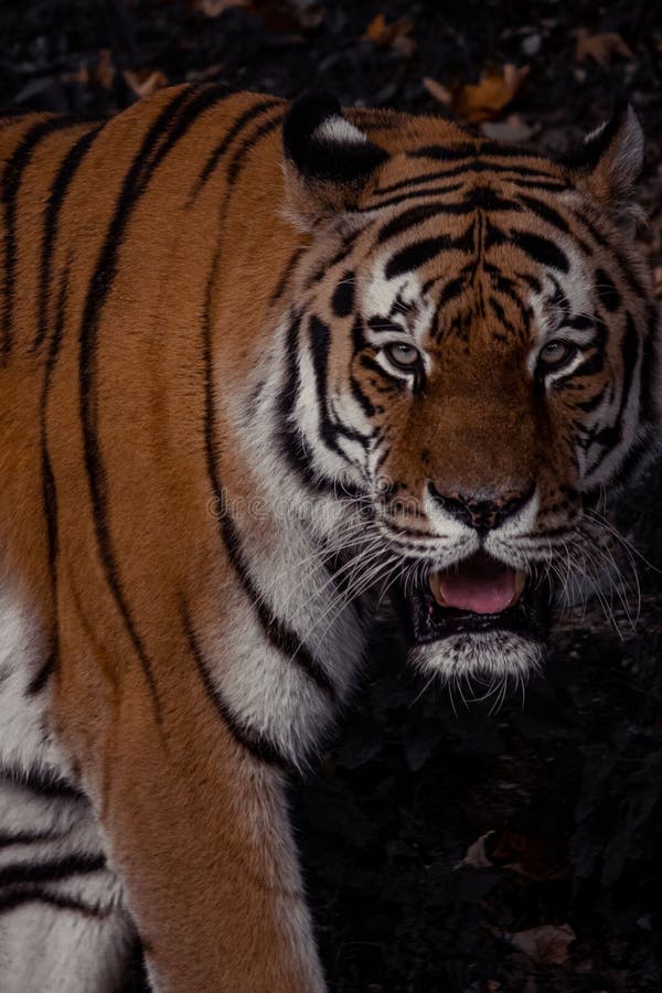 Vertical Shot of a Tiger Walking through the Forest and Looking ...