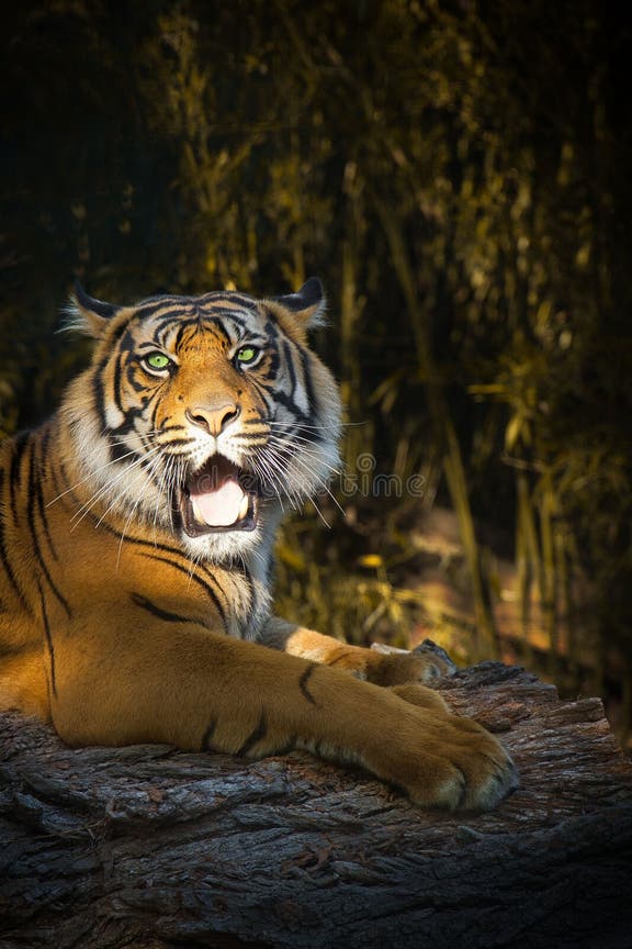 Vertical Shot of Tiger at the Zoo Stock Image - Image of dangerous ...