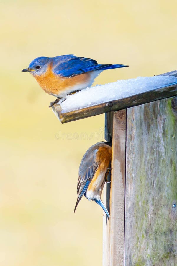 Vertical Shot of a Tiny Eastern Bluebird Standing on a Birdhouse Roof ...