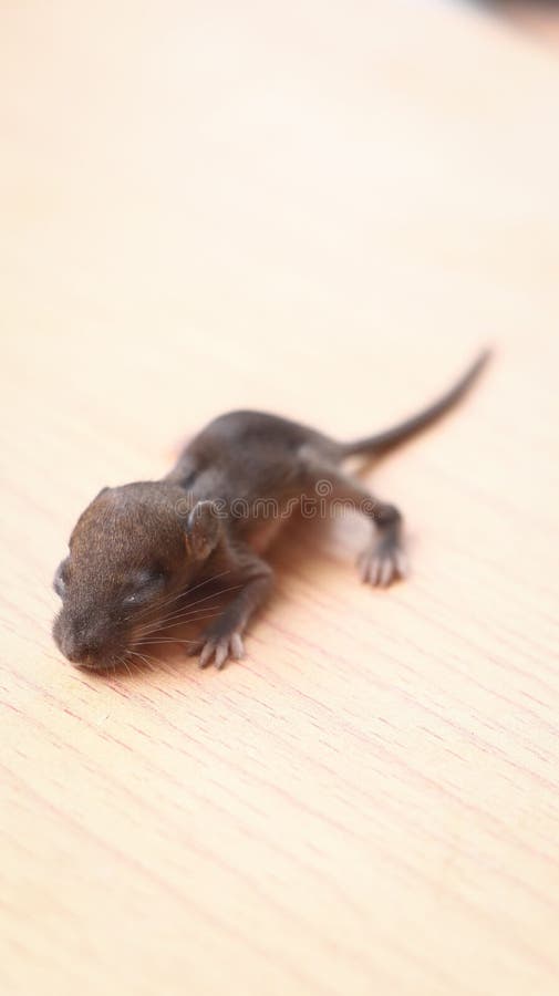 Vertical Shot of a Tiny Mouse Sitting on the Floor in a Room Stock ...