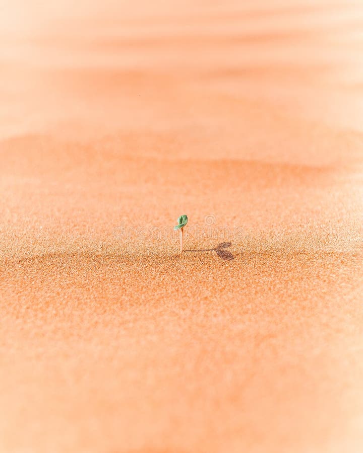 Vertical Shot of a Tiny Plant Sprouting in the Desert, Beginning of ...