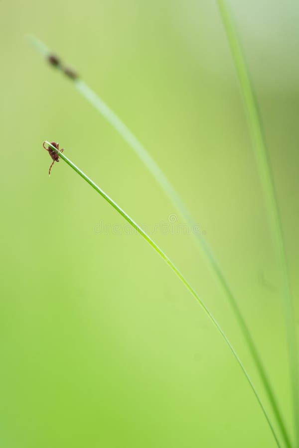 Vertical Shot of Tiny Tick on Long Green Grass Stock Image - Image of ...