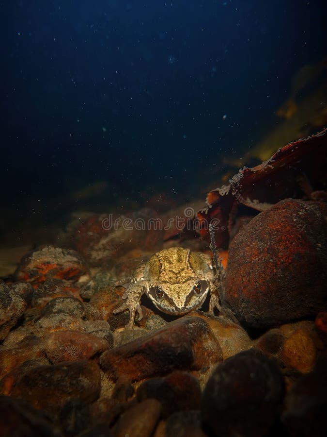 Vertical Shot of a Toad Lizard at the Bottom of the Sea Surrounded by ...