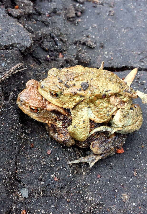 Vertical Shot of a Toad Sitting on the Back of Another Toad Stock Image ...