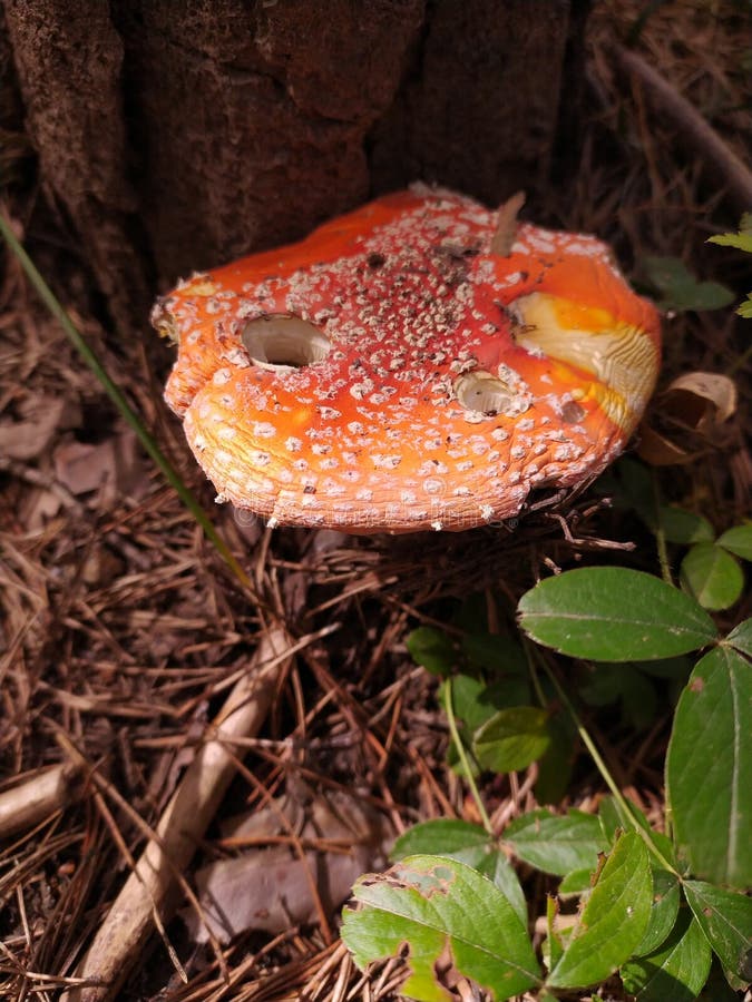 Vertical Shot of a Toadstool Mushroom on the Forest Ground Stock Image ...