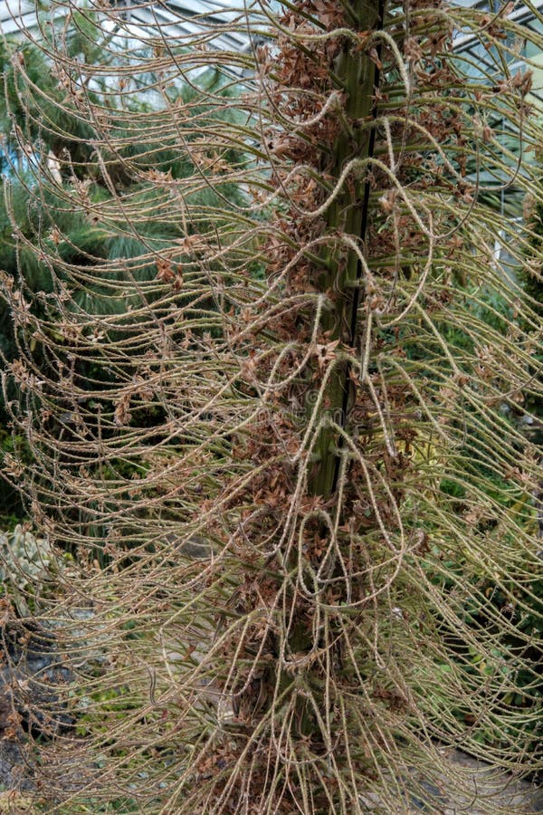 Vertical Shot of Toothed Lancewood Plant in the Woods Stock Photo ...