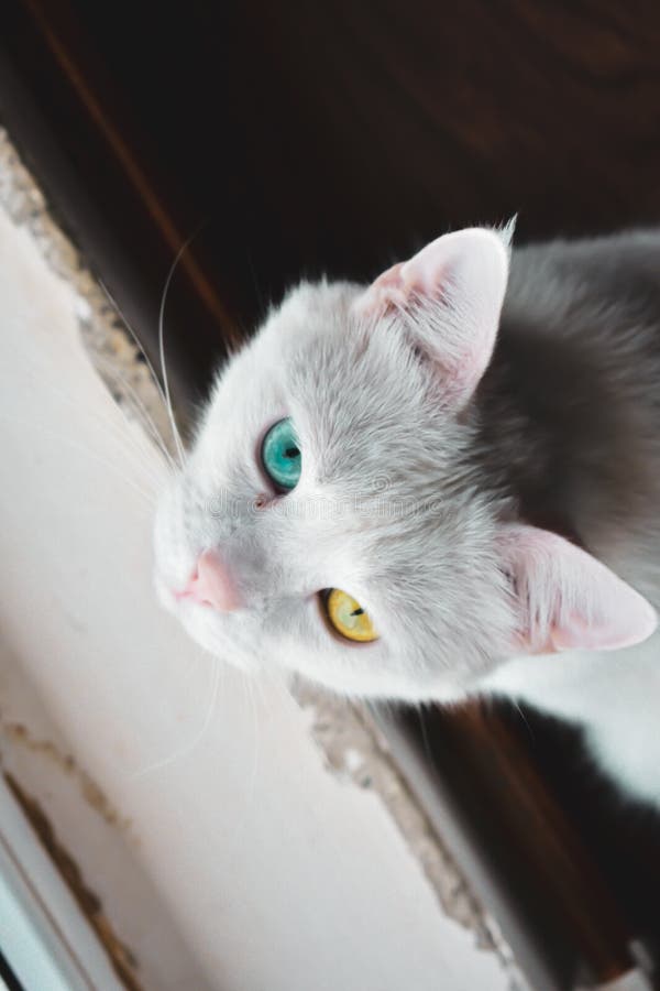 Vertical Shot of a Top View of a White Cat with Blue and Yellow Eyes ...