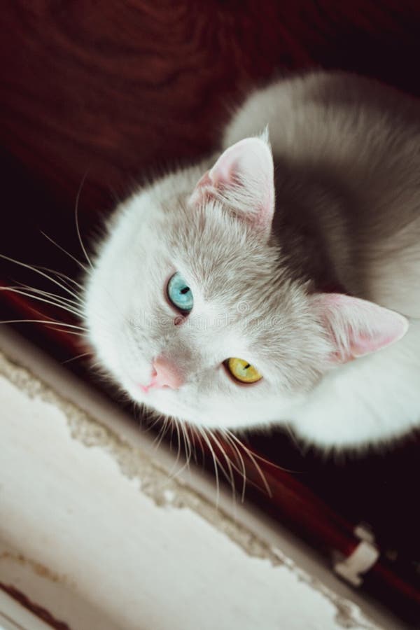 Vertical Shot of a Top View of a White Cat with Blue and Yellow Eyes ...
