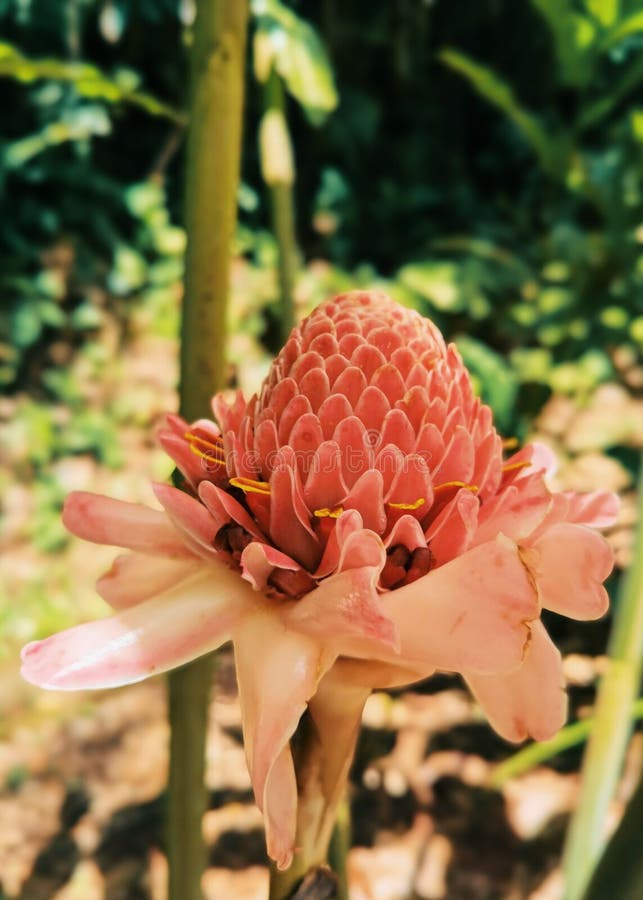Vertical Shot of a Torch Ginger Blossoming in the Garden Stock Photo ...