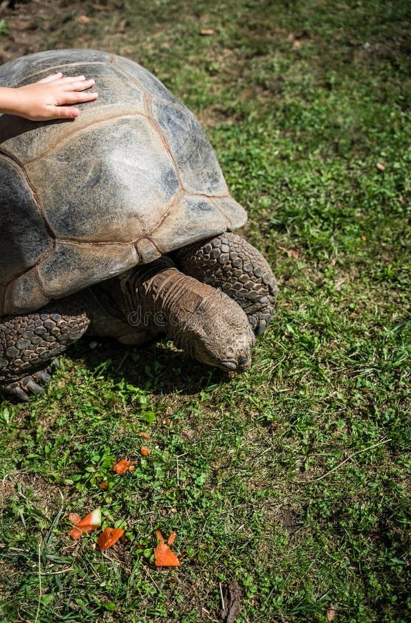 Vertical Shot of a Tortoise on the Ground Covered in the Grass Under ...