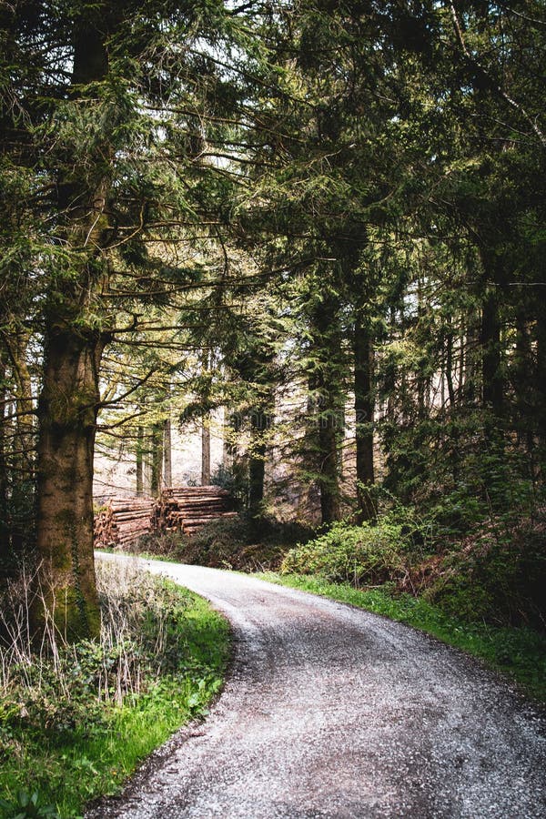 Vertical Shot of a Trail Against Chopped Tree Logs on a Stack in a ...