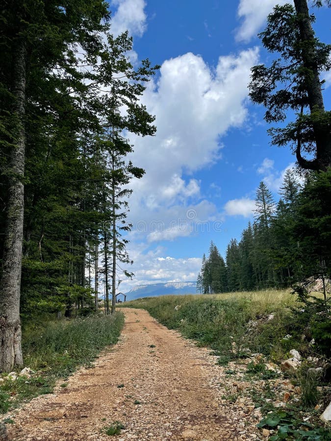 Vertical Shot of a Trail in a Forest Stock Photo - Image of weather ...
