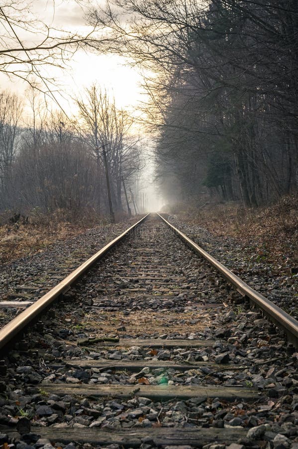 Vertical Shot of Train Tracks in a Gloomy Forest Stock Image - Image of ...