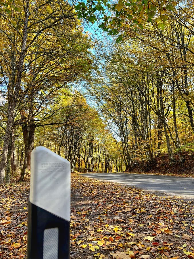 Vertical Shot of Trash Bin in a Forest at Fall Stock Photo - Image of ...