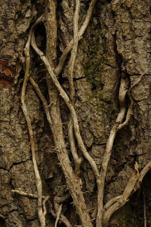 Fur-tree bark stock photo. Image of green, abstract, background - 20920546