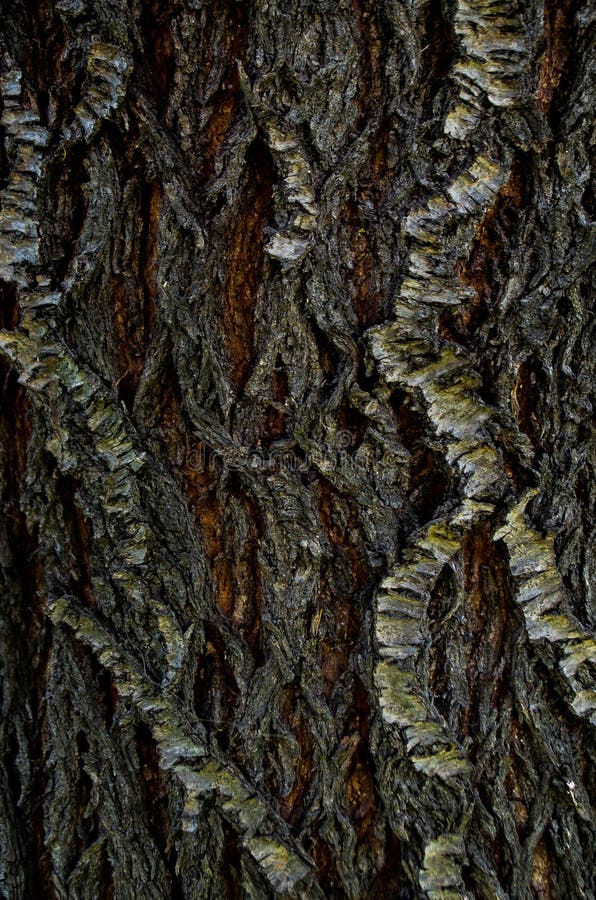 Vertical shot of tree bark stock image. Image of forest - 194095789