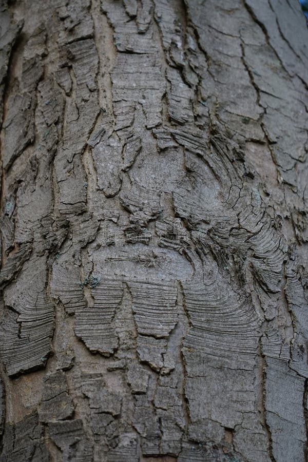 Vertical shot of tree bark stock photo. Image of trunk - 196606002