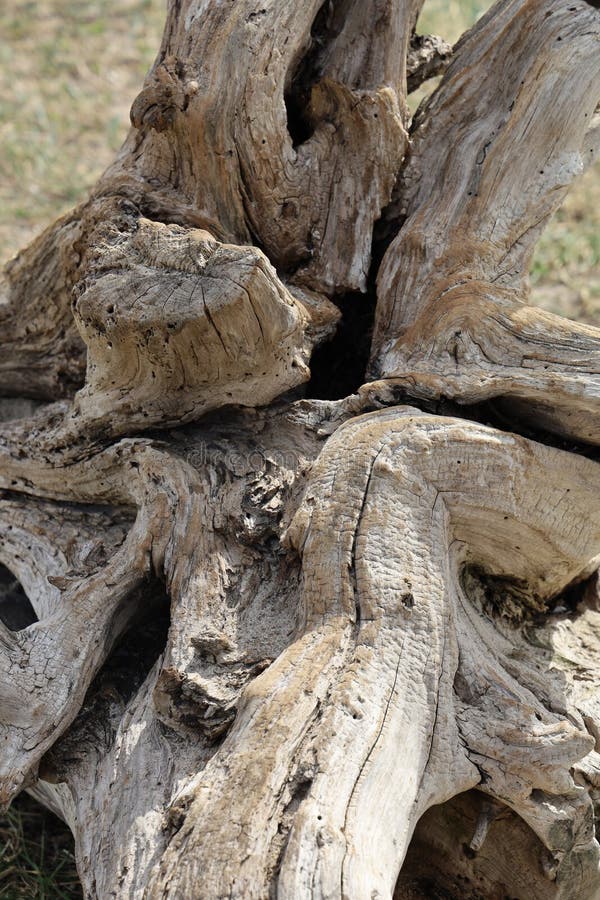 Vertical Shot of a Tree Bark Stock Image - Image of tree, surface ...