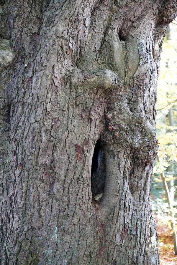 Vertical Shot of a Tree Bark during Daytime Stock Photo - Image of ...